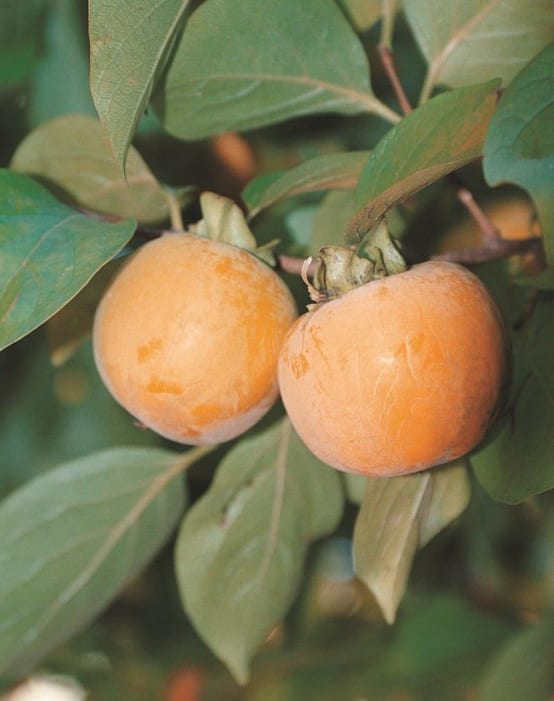 Kaki 'Muscat' - Pot de 12 L en forme demi-tige - Jardiland