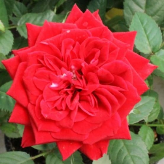 Rosier miniature 'Kordana' - Jardiland