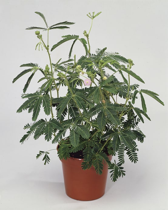 Sensitive - Jardiland