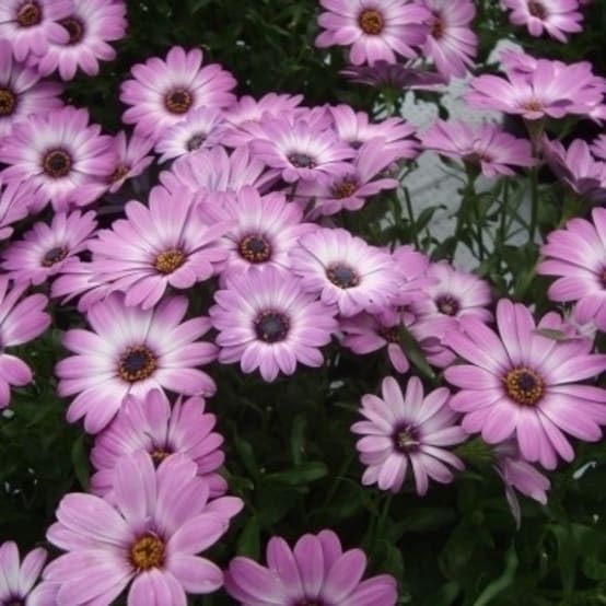 Marguerite du Cap - Jardiland