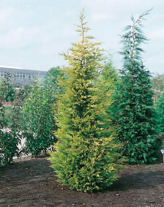 Cyprès de Leyland 'Gold Rider' - Jardiland