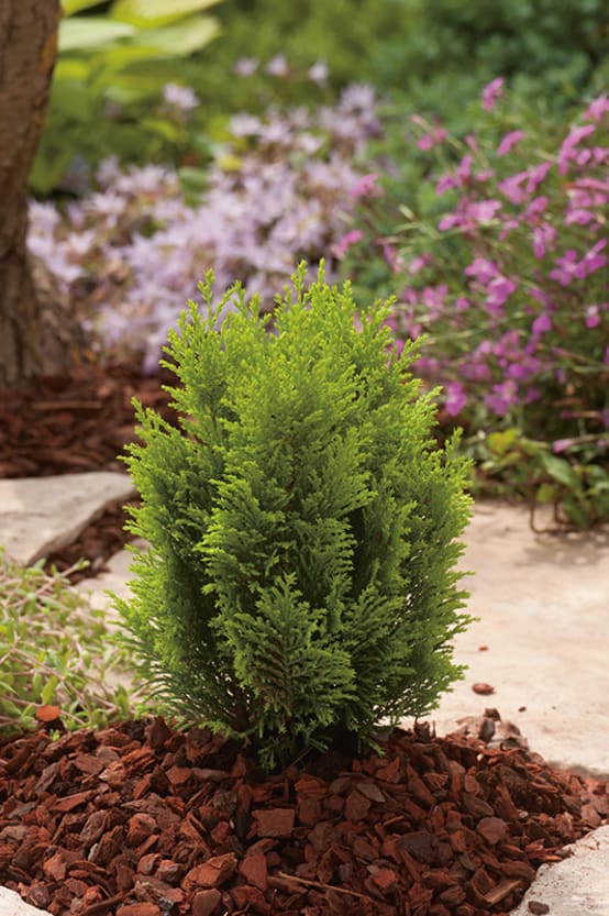 Cyprès de Lawson 'Ellwood's Empire' - Jardiland