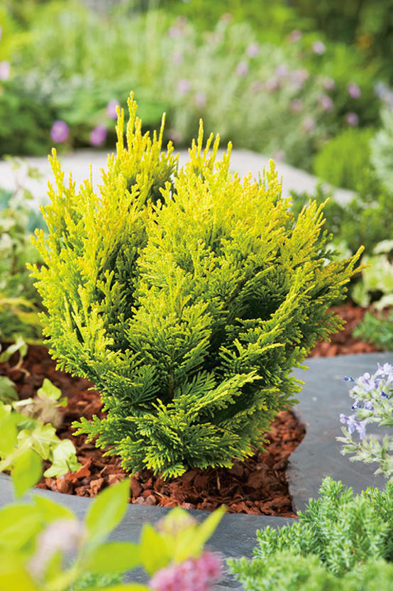 Cyprès de Lawson 'Minima Aurea' - Jardiland