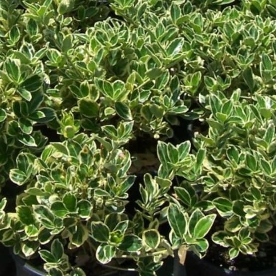 Fusain du Japon 'Prt Gauthier' - Jardiland