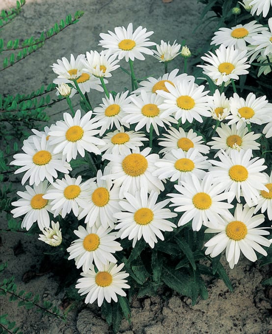 Marguerite d'Été 'Snowcap' - Jardiland