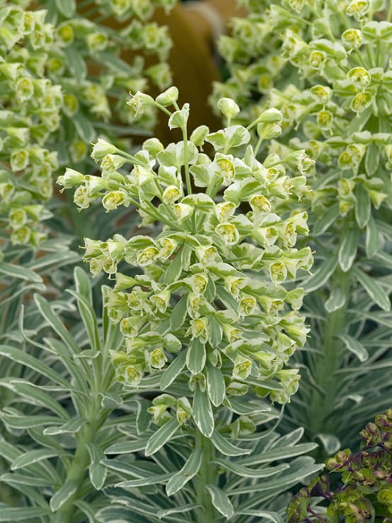 Euphorbe Des Garrigues 'Glacier Blue' - Jardiland Euphorbe Des Garrigues 'Glacier Blue' - Jardiland