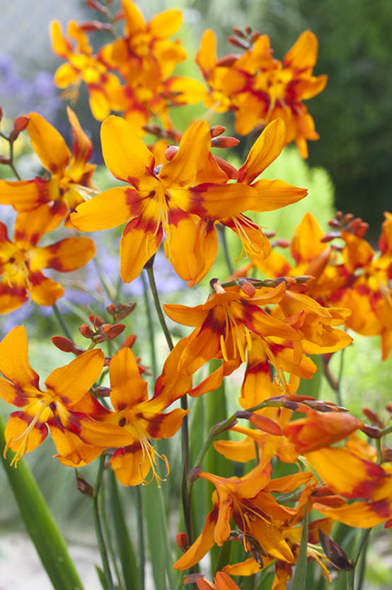 Montbrétia, crocosmia 'emily mckenzie' - Jardiland