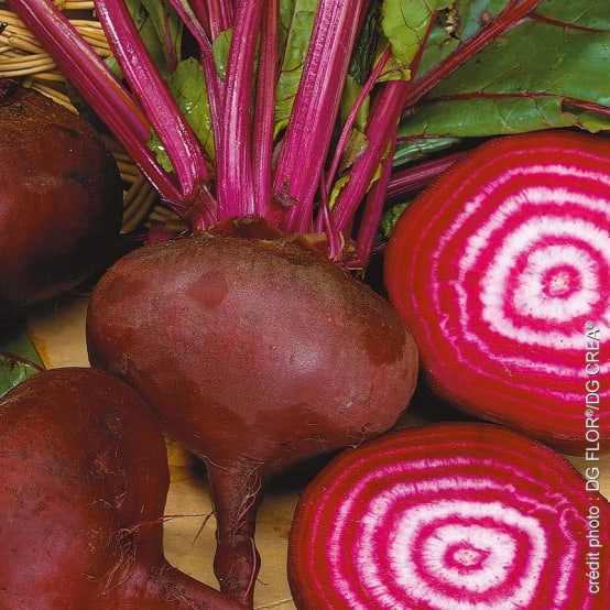 Graines de Betterave potagère di Chioggia - Jardiland