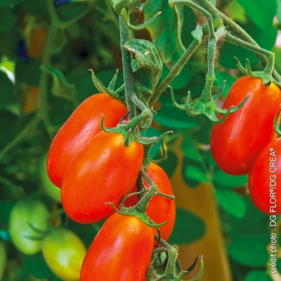 Graines de Tomate Roma - Jardiland