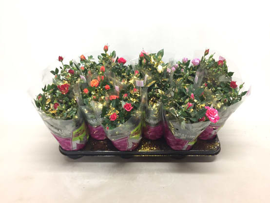 Rosier miniature 'Parade' - Jardiland