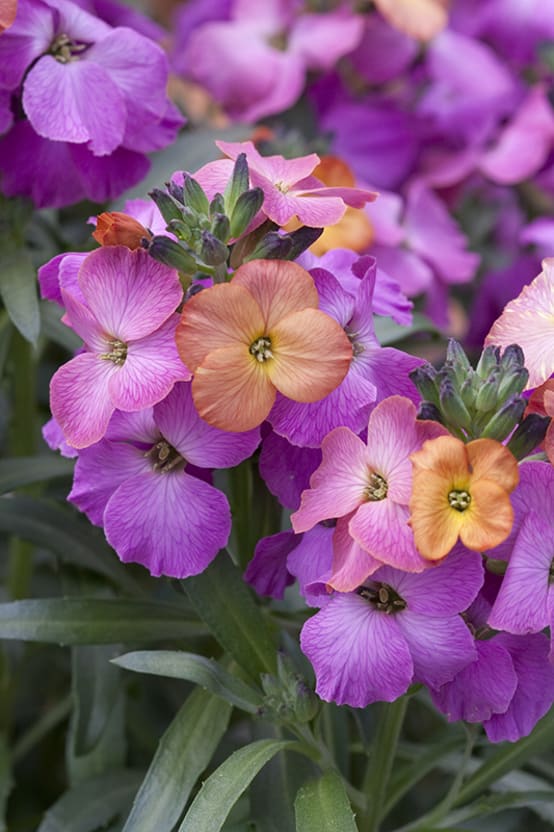 Giroflée 'Winter Orchid', Vélar 'Winter Orchid' - Jardiland