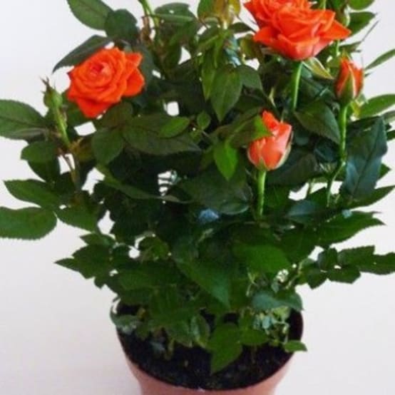 Rosier miniature 'Kordana' - Jardiland