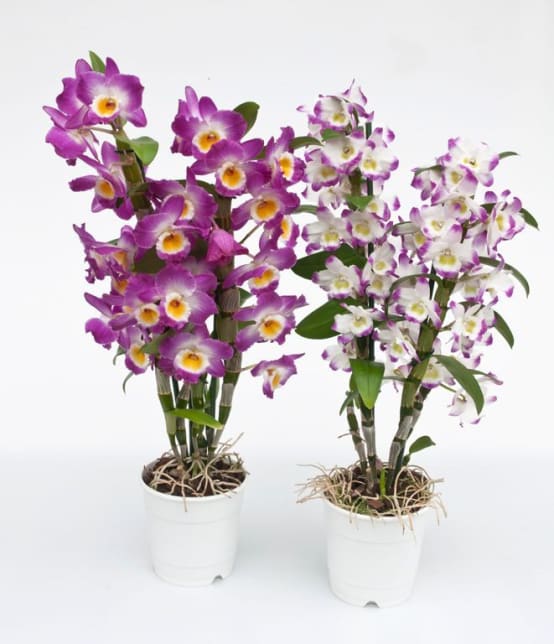 Dendrobium nobile - Jardiland