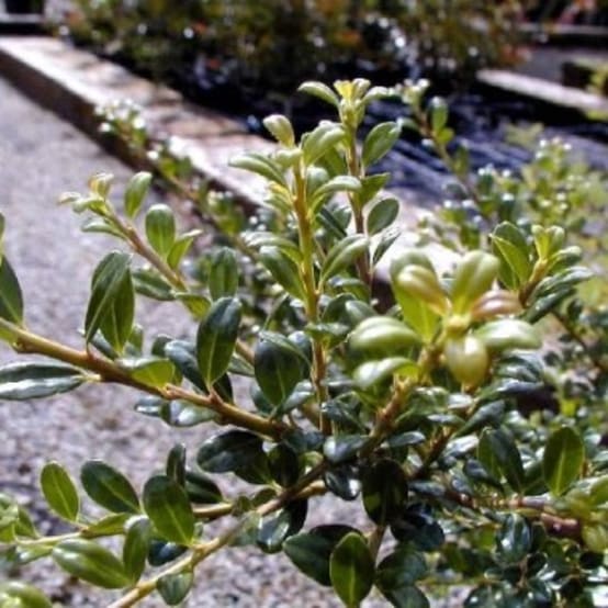 Houx crénelé - Jardiland