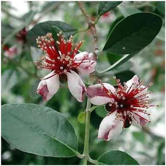 Goyavier du Brésil - Feijoa sellowiana - C4L - Gamm vert