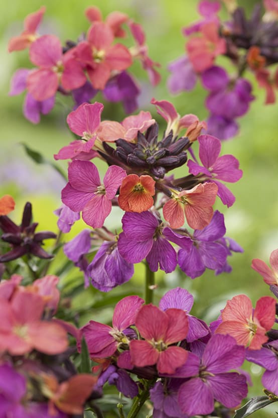 Giroflée, Vélar 'constant cheer' - Jardiland