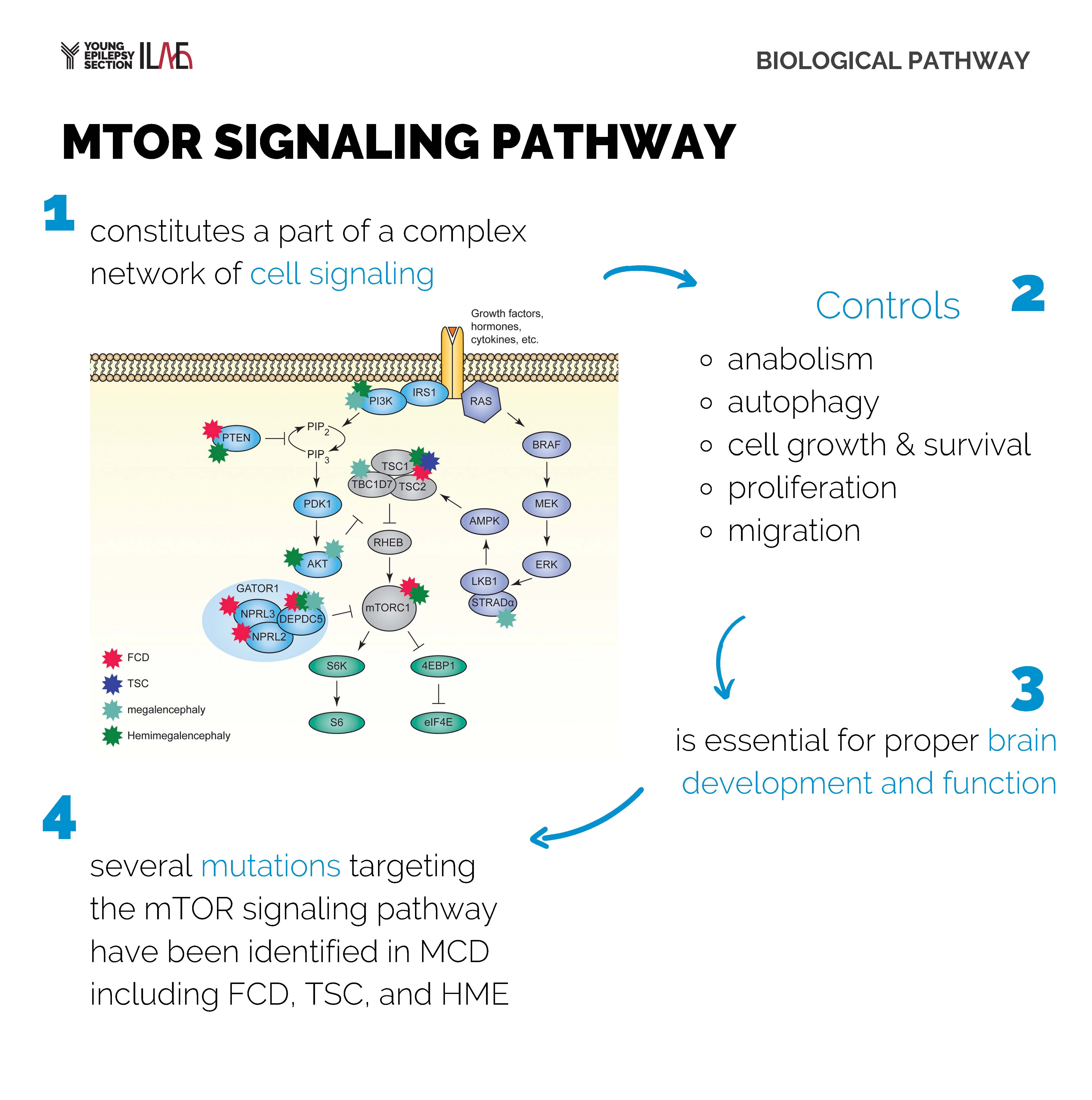 Infographics // International League Against Epilepsy