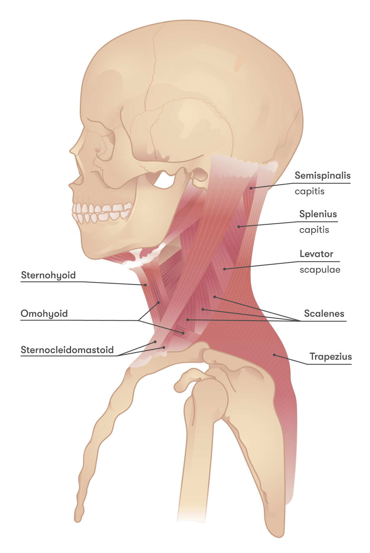 Neck Spasms Symptoms Causes Exercises And Pain Relief Neck Spasms Symptoms Causes Exercises And Pain Relief