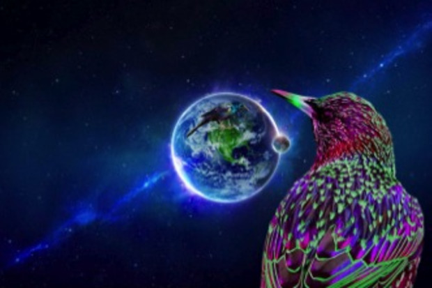 Contemporary Rainbow Crow: Creation Laboratory | Indiegogo