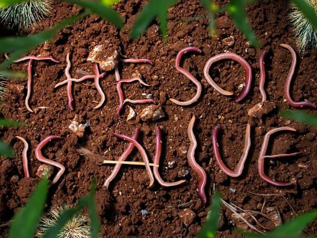 The Soil Is Alive! | Indiegogo