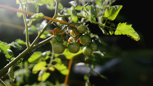 GrowBot - Your Garden Robot | Indiegogo