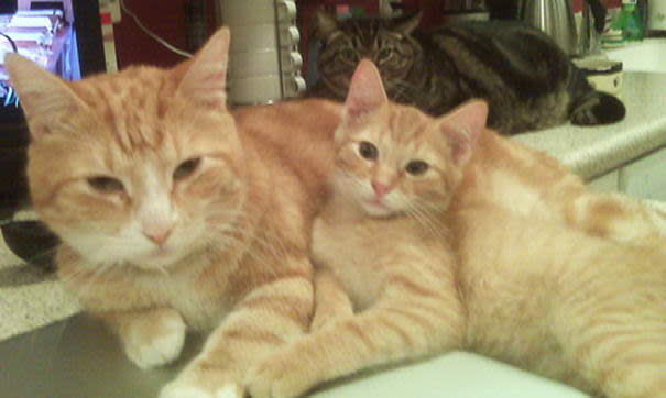 The Cat Club Rescue Center | Indiegogo