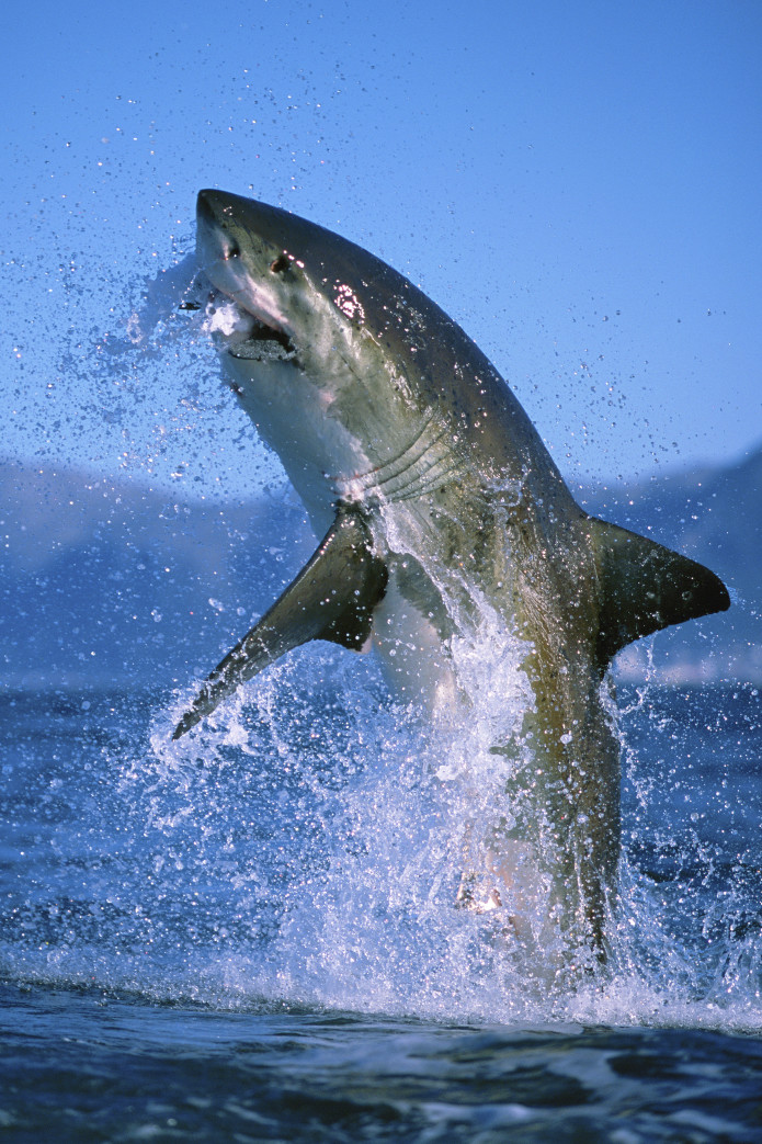 AMOS The Movie | Indiegogo