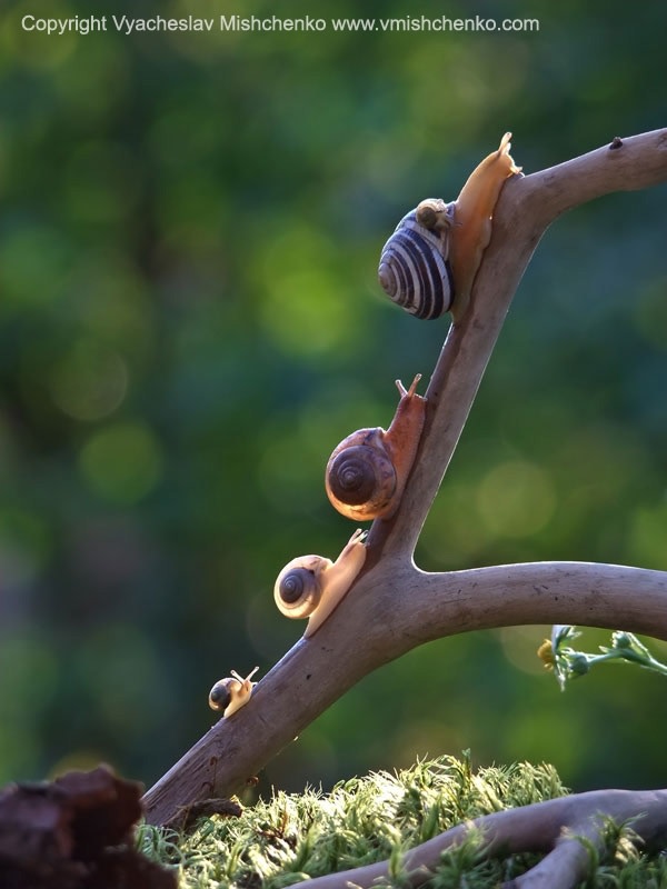 A Magical World Of Insects Photography Book | Indiegogo