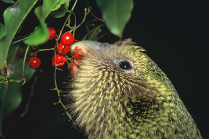 KAKAPO - ON THE BRINK OF EXTINCTION | Indiegogo