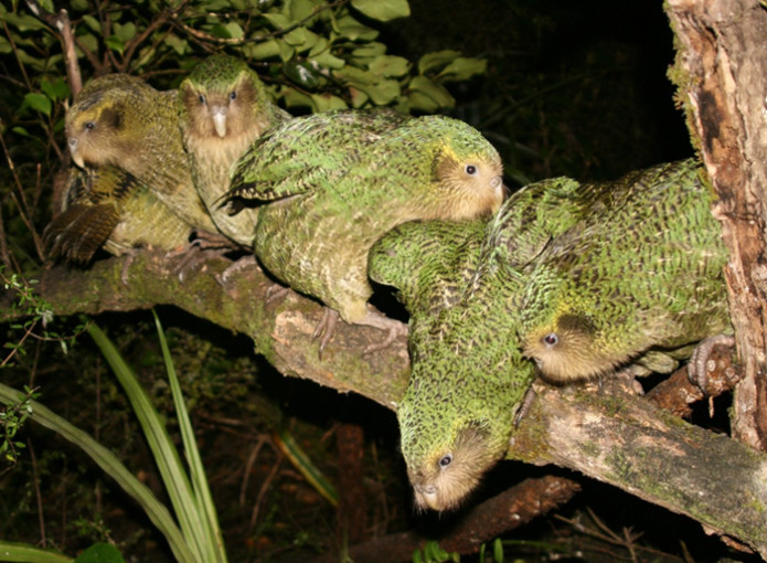 KAKAPO - ON THE BRINK OF EXTINCTION | Indiegogo