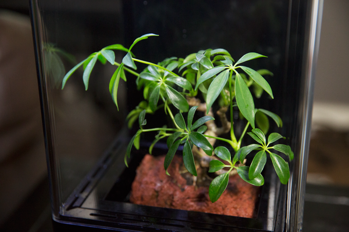 EcoQube Air - The World's First Desktop Greenhouse | Indiegogo