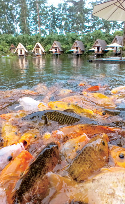 Keeping the Natural Equilibrium at Dusun Bambu