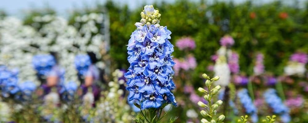 Nature's Masterpieces- Discover Fascinating Facts About These Blooming ...