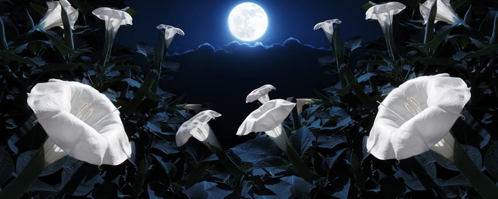 Nature's Masterpieces- Discover Fascinating Facts About These Blooming ...