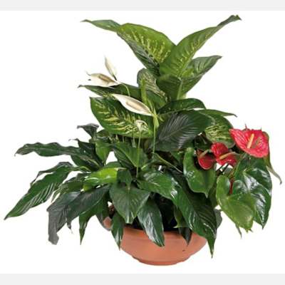 Arrangement of Plants: Order Flowers Online | Interflora India | ID1378057