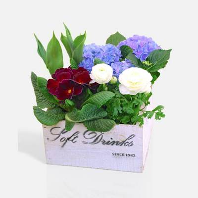 Box with spring plants: Order Flowers Online | Interflora India | ID1357043