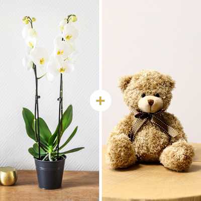 Candide et ourson - Orchid and teddy bear: Order Flowers Online ...