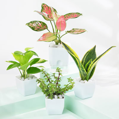Evergreen Harmony Plant Bundle: Order Flowers Online | Interflora India ...
