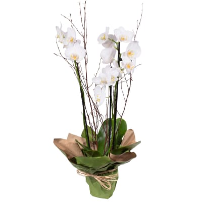 Orchid Plant: Order Flowers Online | Interflora India | JVS1205275