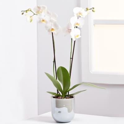 Orchid Plant: Order Flowers Online | Interflora India | ID1352285
