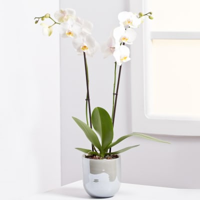 Orchid Plant: Order Flowers Online | Interflora India | ID1088665