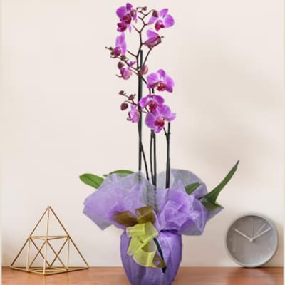 Pink Orchid: Order Flowers Online | Interflora India | ID1086675