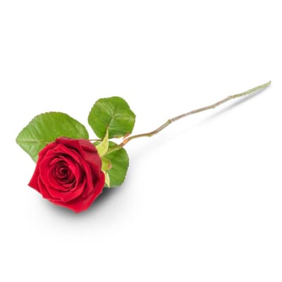 Single Red Rose: Order Flowers Online | Interflora India | ID1082473