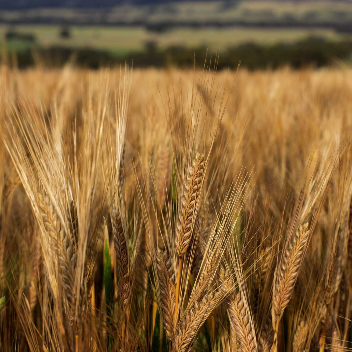 Australian Barley | Australian Wheat | Intergrain