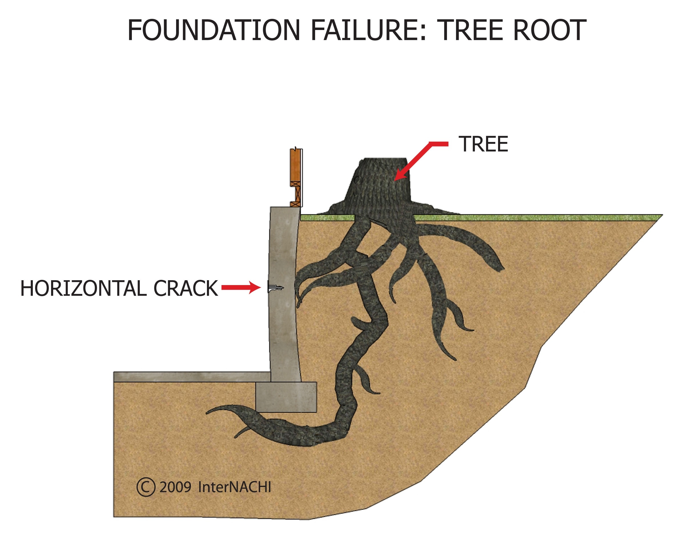 Tree Root - Inspection Gallery - InterNACHI®