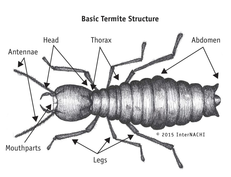 Basic Termite Structure - Inspection Gallery - InterNACHI®