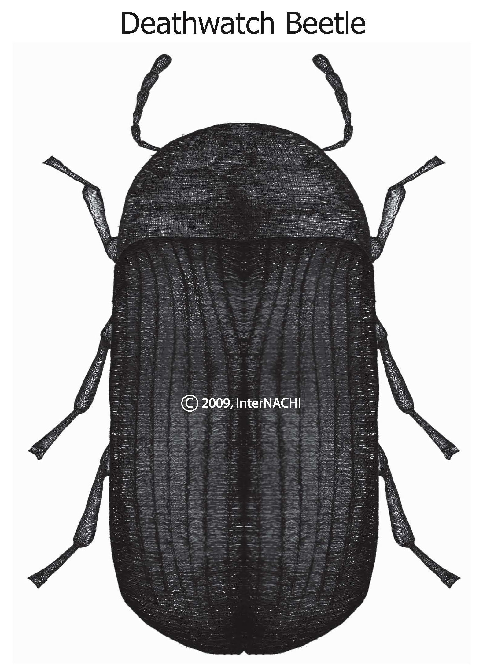 Deathwatch Beetle - Inspection Gallery - InterNACHI®