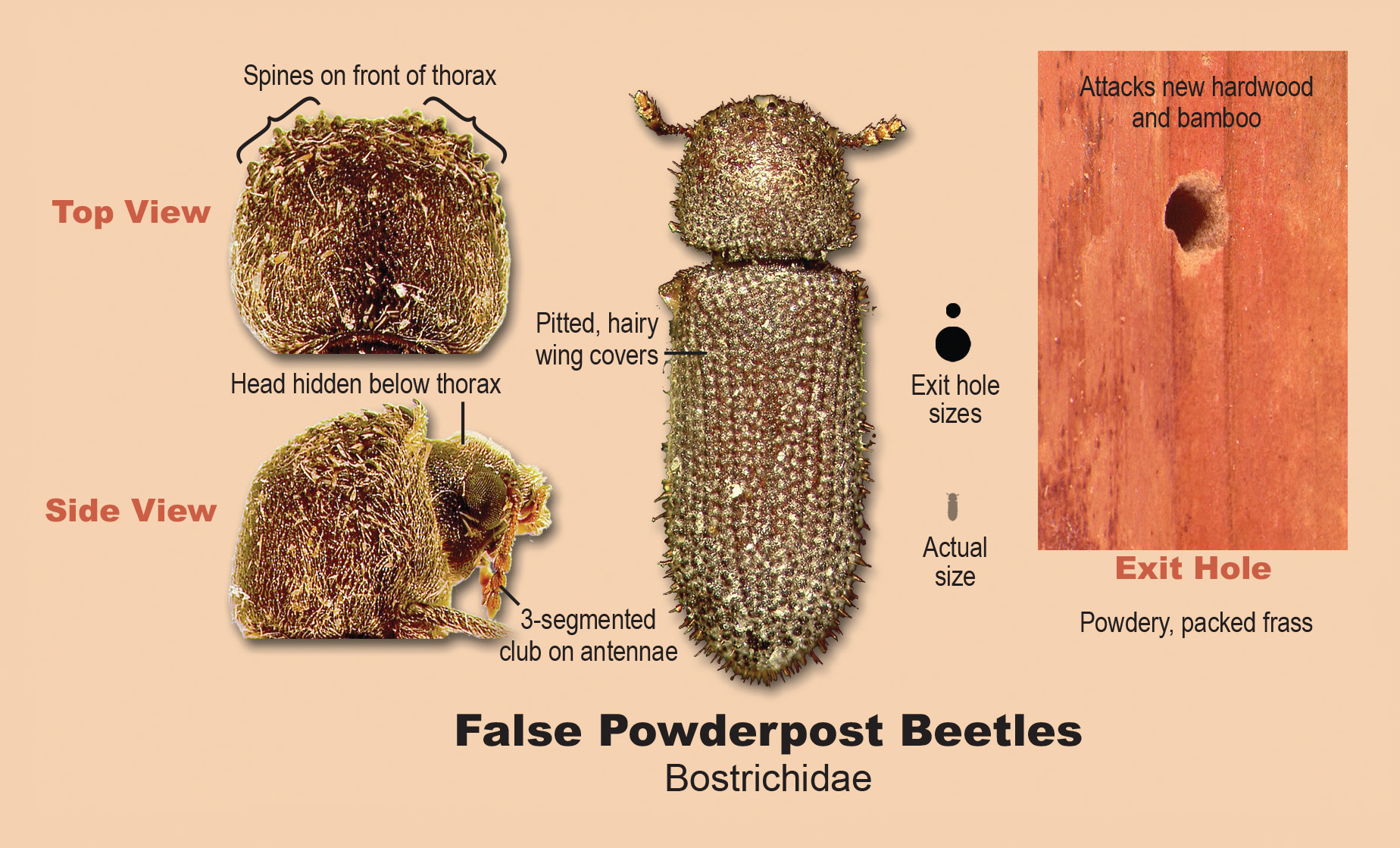 False Powderpost Beetles - Inspection Gallery - InterNACHI®