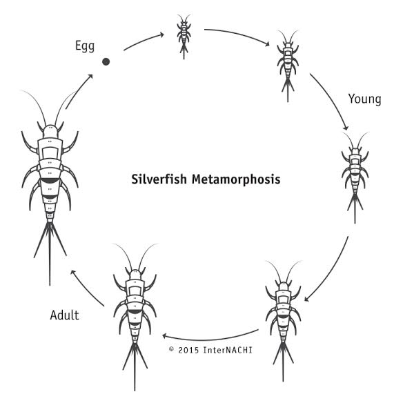 Silverfish Metamorphosis - Inspection Gallery - InterNACHI®