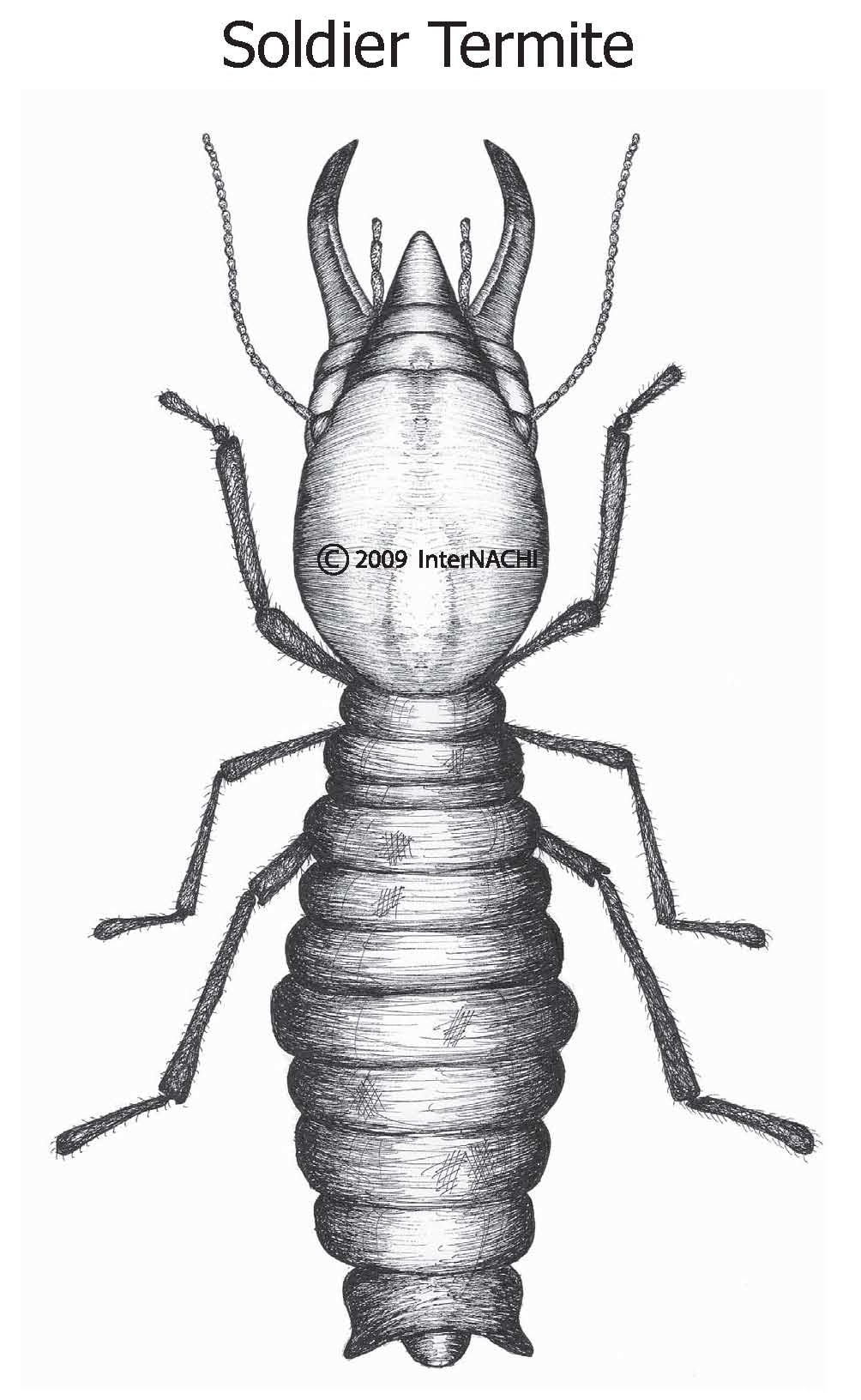 Soldier Termite - Inspection Gallery - InterNACHI®